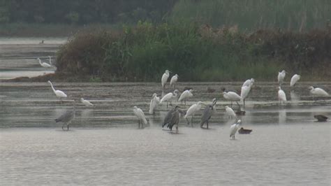 Over 10000 Migratory Birds Have Arrived At The Nansha Wetland Park In