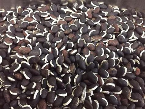 Bataw Seeds For Planting 30 Seeds Lazada Ph