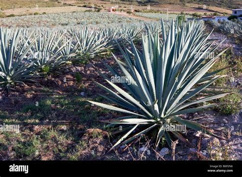 Agave Mescal Banque De Photographies Et Dimages à Haute Résolution Alamy