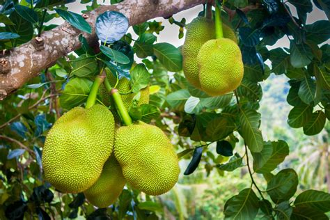 Download Tree Of Jackfruit Wallpaper