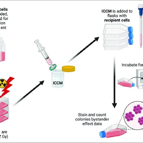 Diagram Of Bystander Effect Assay Methods Download Scientific Diagram