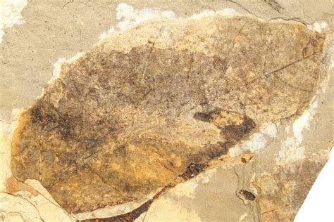 28 Partial Fossil Plant Fagus Leaf Mcabee Bc 262238 For Sale