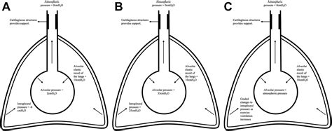 Excessive Dynamic Airway Collapse Immunology And Allergy Clinics