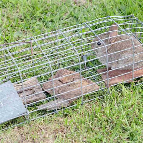 Mastering Forest Survival How To Efficiently Use Rabbit Traps