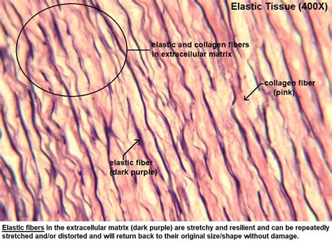 Elastic Connective Tissue