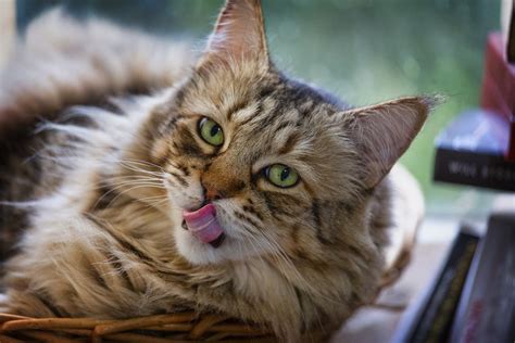 Cat Pussy Feline - Free photo on Pixabay - Pixabay