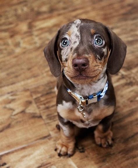 Blue Eyed Cutie Pie Aww
