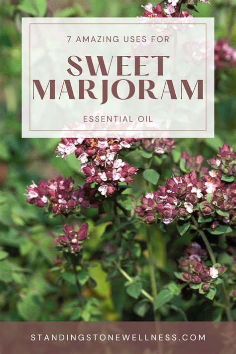 7 Amazing Uses For Sweet Marjoram Essential Oil