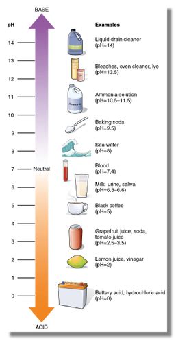 Introduction Flashcards Quizlet