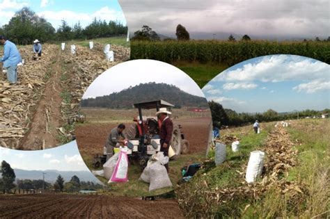 ¿sabías Que El Nejayote Podría Servir Como Fertilizante Orgánico Revista La Campiña