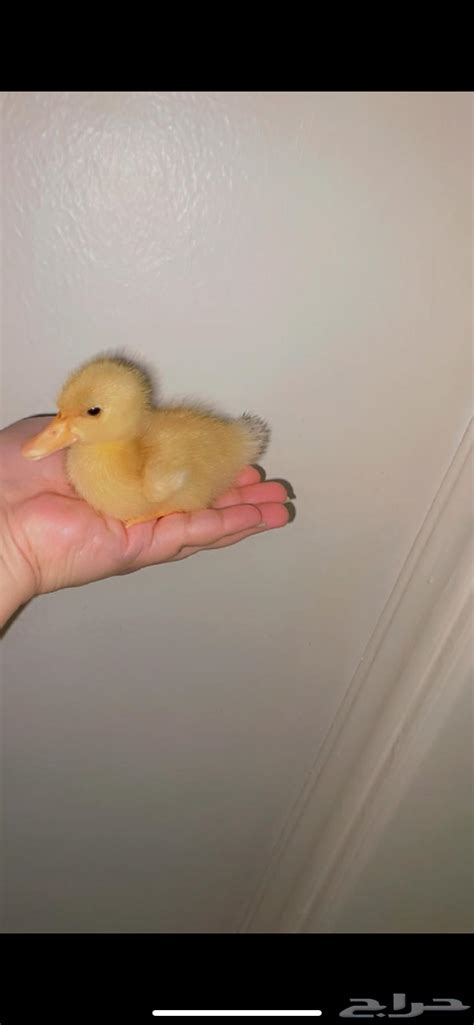 بطة بكيني اصفر صافي نقي عمر اربعه ايام الى اسبوع موقع حراج