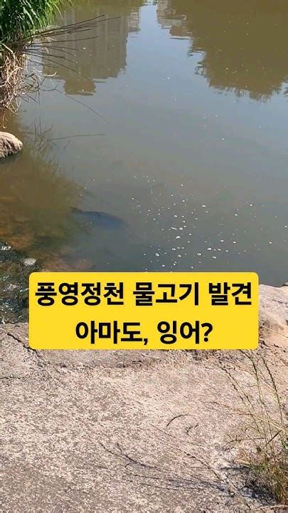 풍영정천 물고기 발견 잉어드론과소리 Youtube