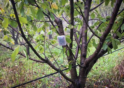 Tektelic How Lorawan® Transforms Agricultural Practices