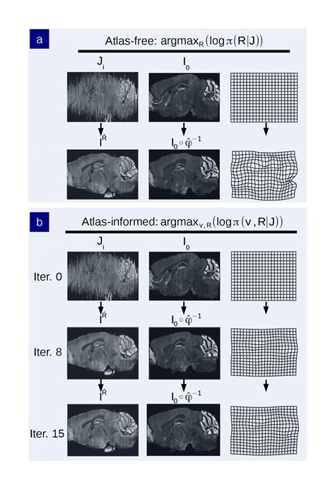 A Reconstruction Of An Mba Nissl Stained Brain Histological Stack Download Scientific Diagram