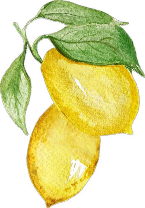 Lemon Watercolor Fruits Aquarelle Illustration Illustrations Animées