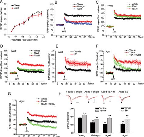 Hdac Inhibition Reverses Age Dependent Decline In Hippocampal Ltp A