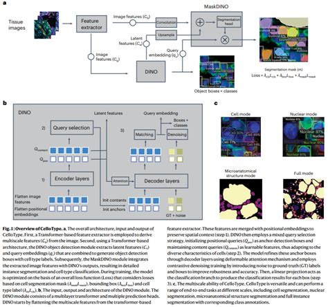 Cellotype A Transformer Based Ai Framework For Multitask Cell Segmentation And Classification