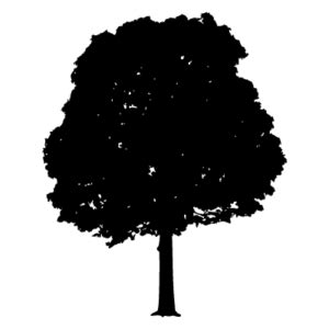 Tree ID Cut Ready SVG Gallery