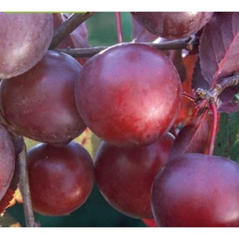 Simka Slivka Japonská Plum Samoopelivá Odolná