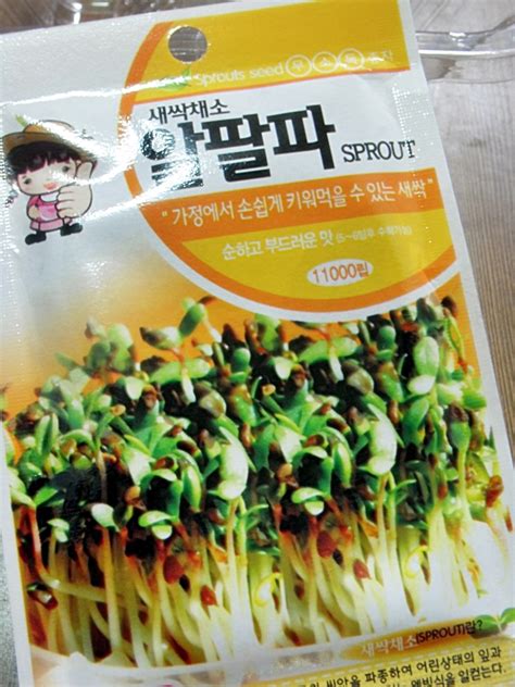 새싹채소 재배하기 알팔파 네이버 블로그