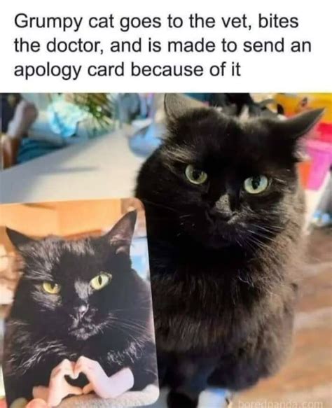 50 Hilariously Relatable Cat Memes That Are Probably Better Than