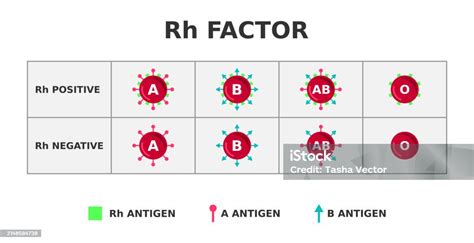 Ilustración De Sistema De Grupos Sanguíneos Del Factor Rh Rh Positivo