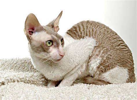 Cornish Rex Rex Cat Cat Breeds Cornish Rex