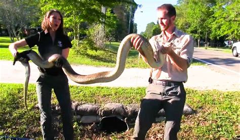 Florida Woman Catches 50 Pound Burmese Python Animals Around The Globe