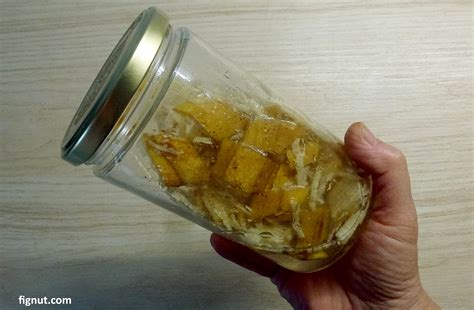 Homemade Rooting Hormone With Photos Video FigNut