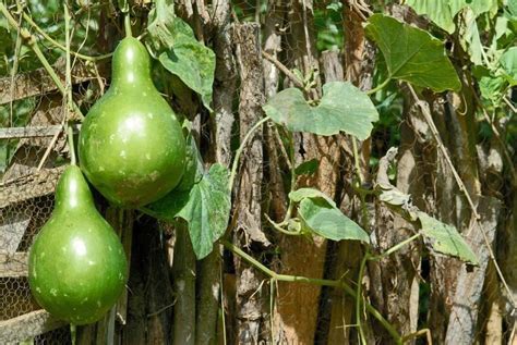 Cabaça Fruta 20 Benefícios Informação Nutricional E Malefícios Dr