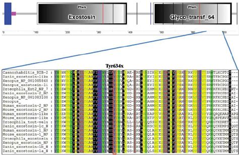 Sequence Alignment Of Ext1 Orthologs Download Scientific Diagram