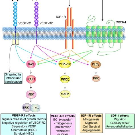 Neovascularization In The Eye And Elsewhere Occurs By Both Download Scientific Diagram