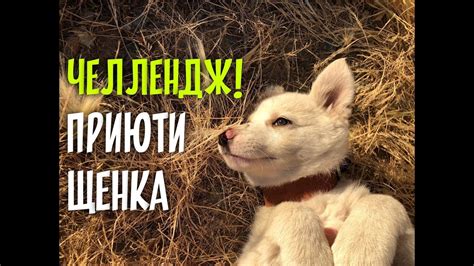 ЧЕЛЛЕНДЖ! Приюти щенка! Собачка на прокачку:) - YouTube