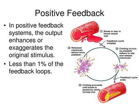 What Is A Positive Feedback Loop Simple Definition - Design Talk