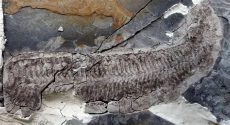 444 Million Year Old Fossil ‘sue Reveals Inside Out Secrets