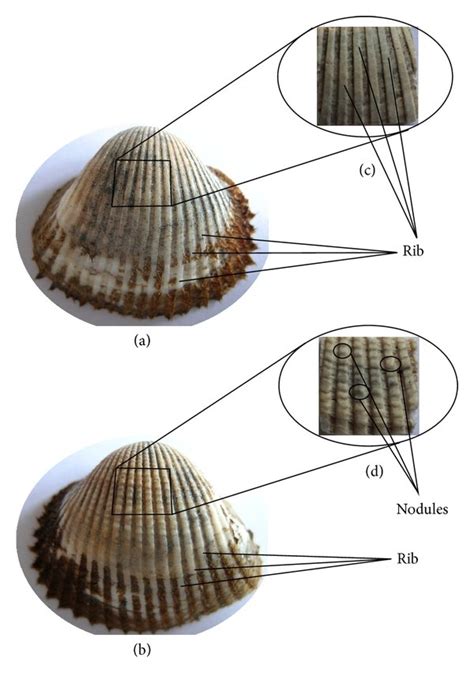 The Morphology And Structure Of Scapharca Subcrenata A Right Shell