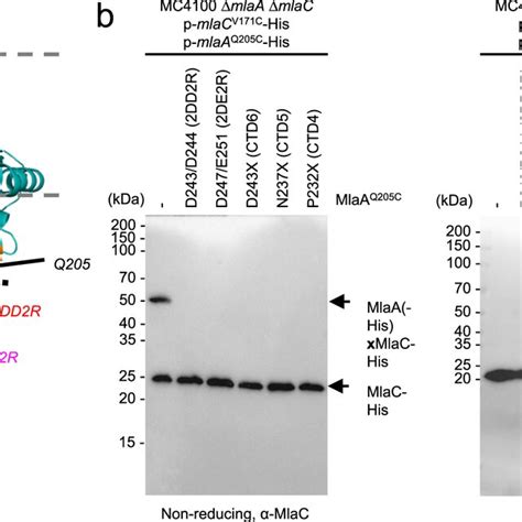 Negatively Charged Residues On The Putative C Terminal Tail Helix Of