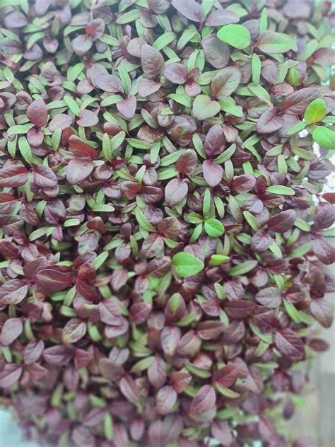 red amaranth microherb ty isa farm