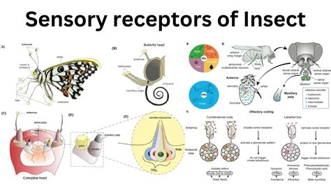 Insect Endocrine System Structure And Functions Biology Notes Online