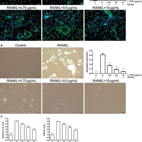 L‐tetrahydropalmatine L‐thp Inhibits Rankl‐induced Activation Of