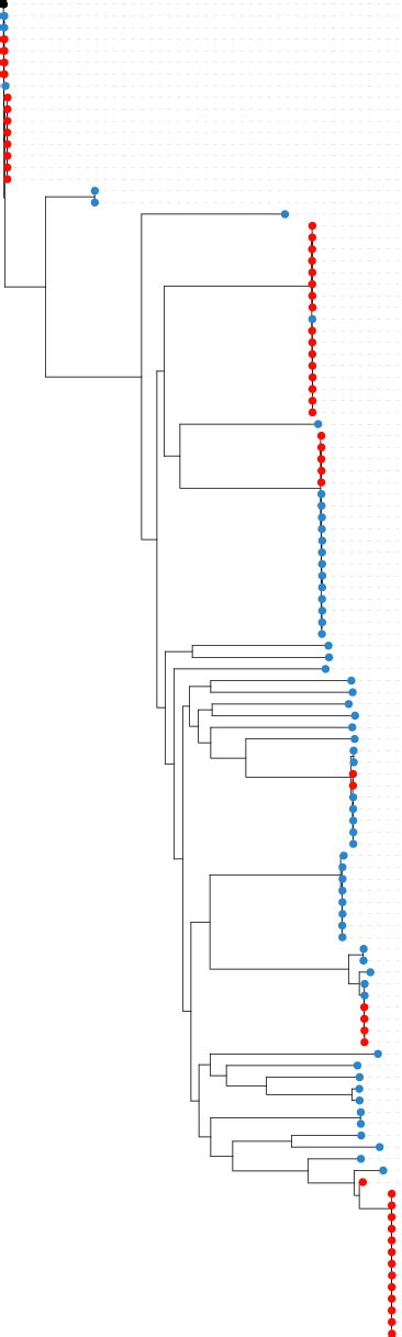 Dendrogram Of Maximum Likelihood Tree Based On Cgsnp Analysis And A Download Scientific Diagram