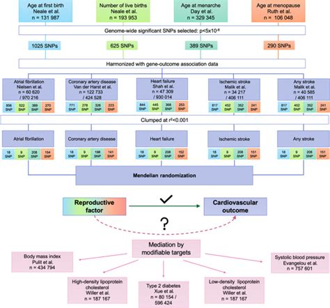Sex‐specific Reproductive Factors Augment Cardiovascular Disease Risk In Women A Mendelian