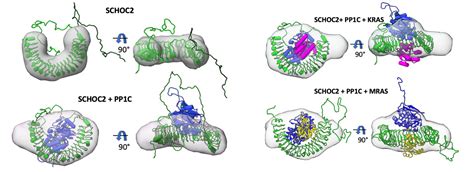 Structures Signal Fresh Targets For Anticancer Drugs