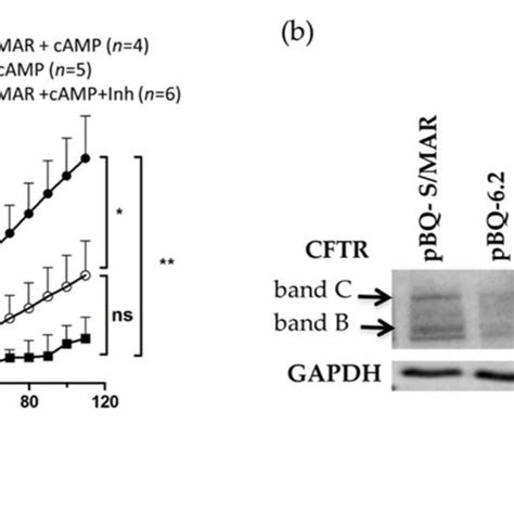 Cftr Expression In Cfbe Cells A Reverse Transcription Pcr For Wt Download Scientific Diagram