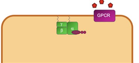 Signalling And Secondary Messengers Flashcards Quizlet
