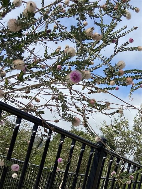 Wtp Please R Whatsthisplant