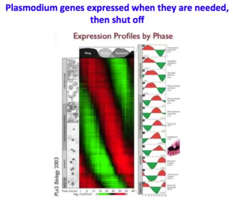Gene Expression Profilingtranscriptomics And Multiomics Flashcards