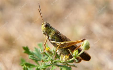Premium Photo Grasshopper On The Grass Light Blurred Background Premium Photo Grasshopper On The Grass Light Blurred Background