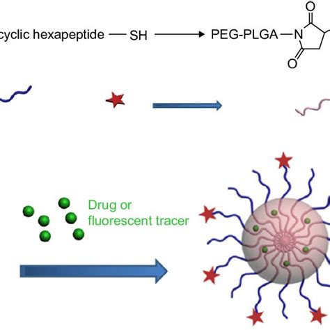 Schematic Representation Of The Synthesis Of Chp Pp And The Preparation