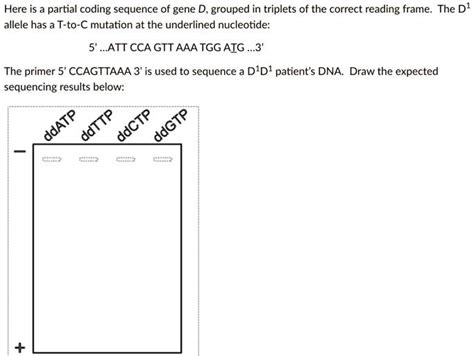 Solved Here Is A Partial Coding Sequence Of Gene D Grouped In Triplets Of The Correct Reading